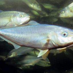 Will big ocean fish cope in a warming world? - Neighbourly Orewa, Orewa