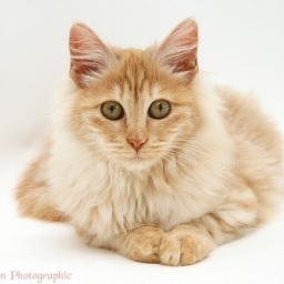 Missing ginger Turkish Angora cat -Upper Plaim Road. - Neighbourly ...