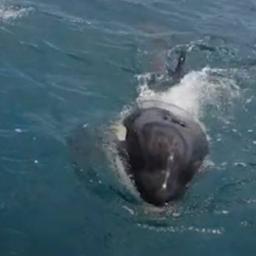 Playful orca belly display in Auckland delights - Neighbourly Red Hill ...
