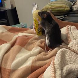 Lost Rat ‘Maple’ - Neighbourly Awapuni, Palmerston North