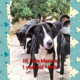 Saving the life of 19 rescued street dogs in oman - Neighbourly Orewa ...