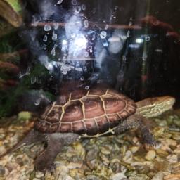 Pet turtle with aquarium and all assessories - Neighbourly Churton Park ...