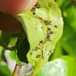 What are these bugs on my lemon tree - Neighbourly Berhampore, Wellington