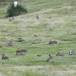 Rabbits breeding like rabbits in Taylor River Reserve - Neighbourly ...