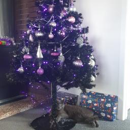 My Santa Paws photo entry - Neighbourly Horohoro, Rotorua