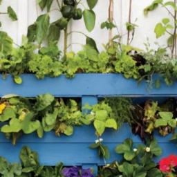 A tasty pallet - Neighbourly Hillcrest, Auckland