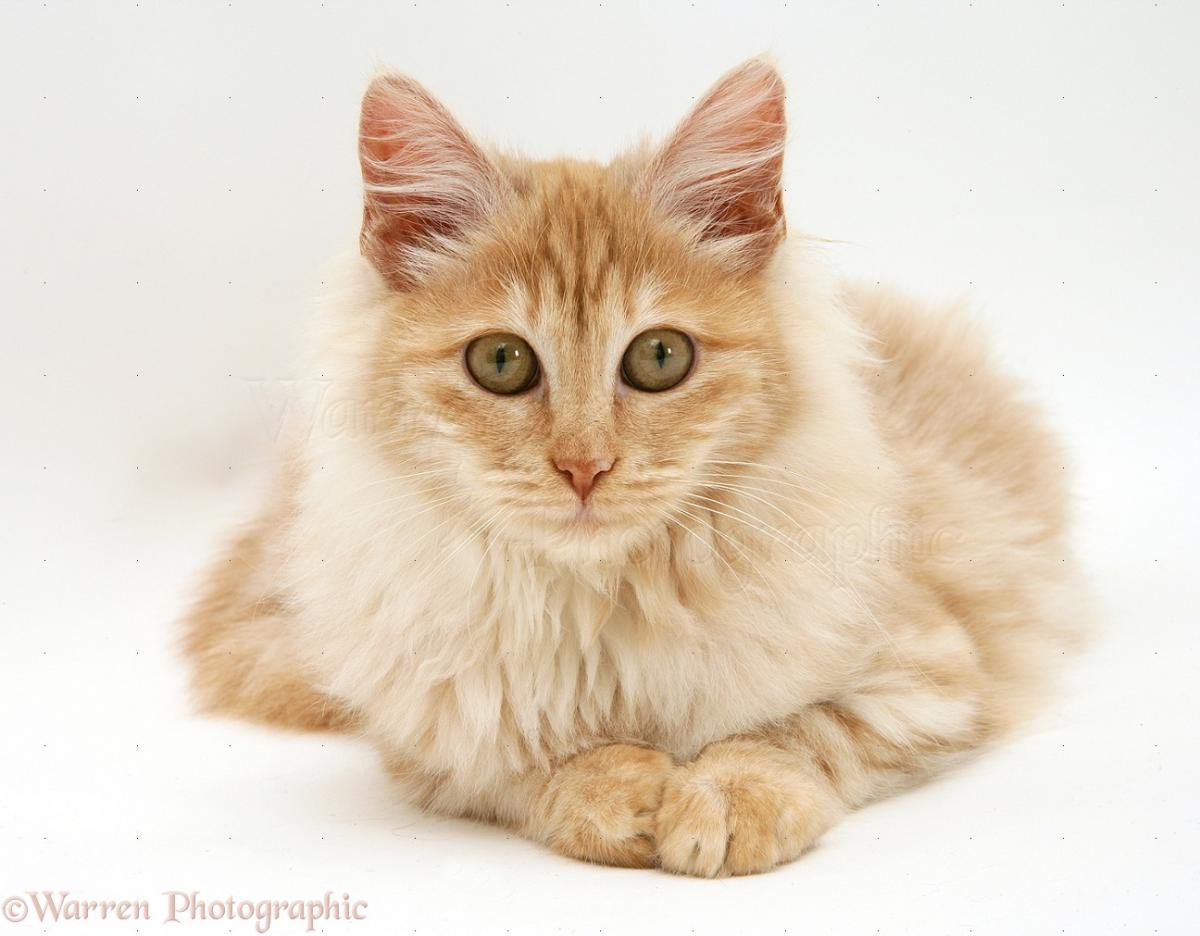 Missing ginger Turkish Angora cat -Upper Plaim Road. - Neighbourly ...