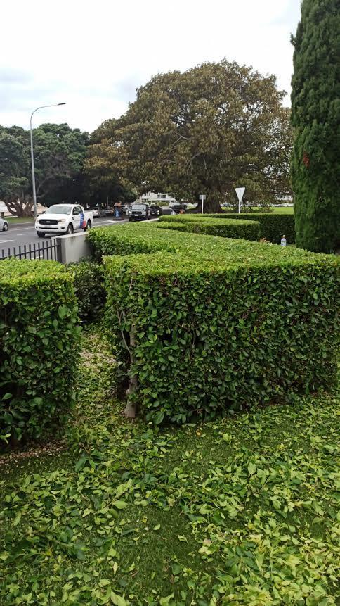 Hedges and Gardening Services - Neighbourly St Heliers, Auckland