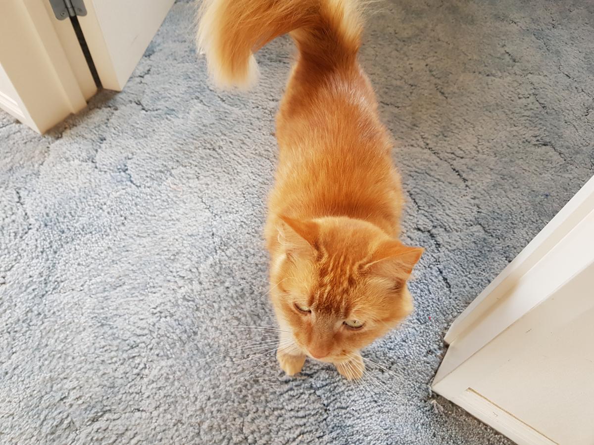 Missing ginger cat - Neighbourly Wattle Downs, Auckland