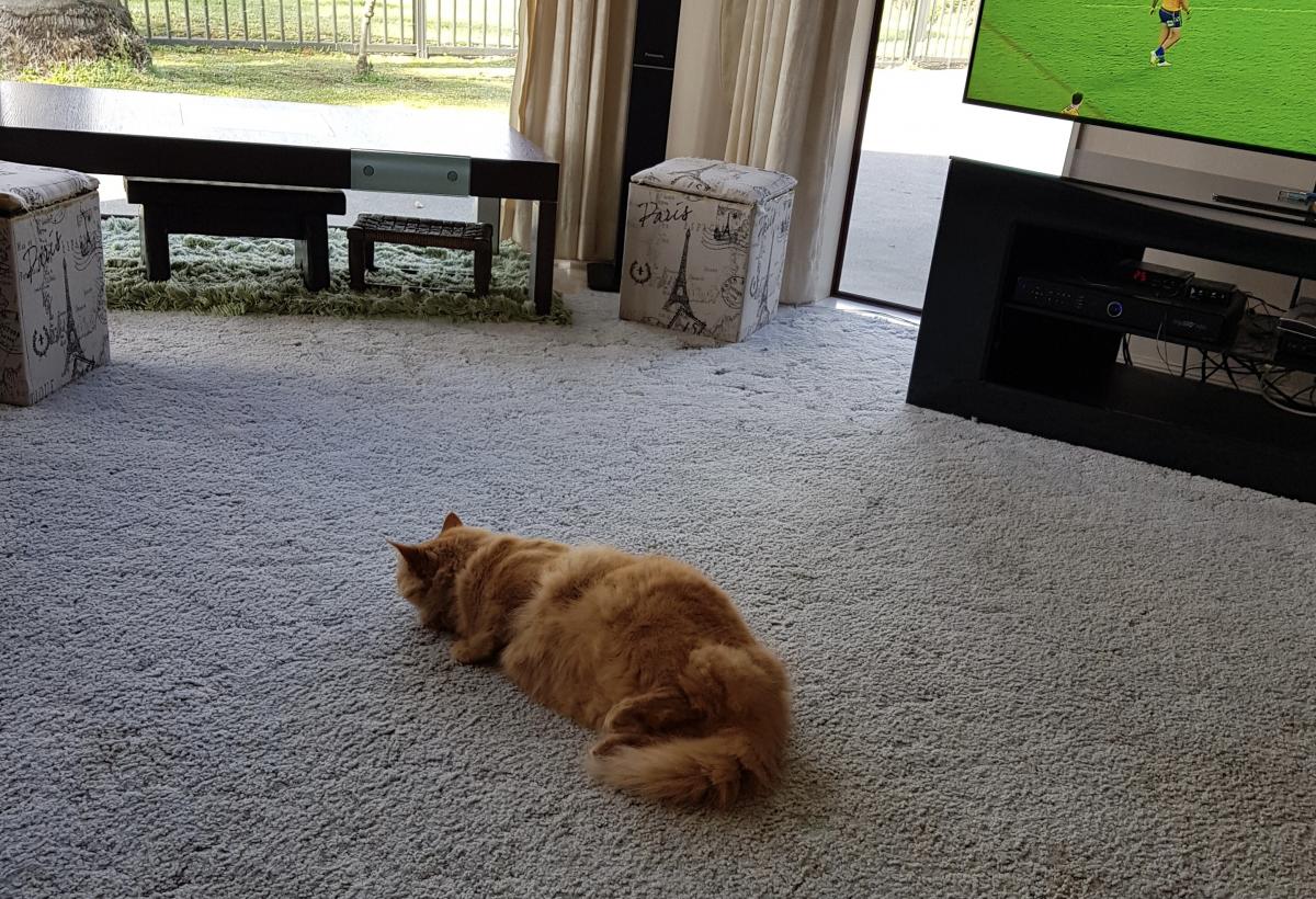 Missing ginger cat - Neighbourly Wattle Downs, Auckland