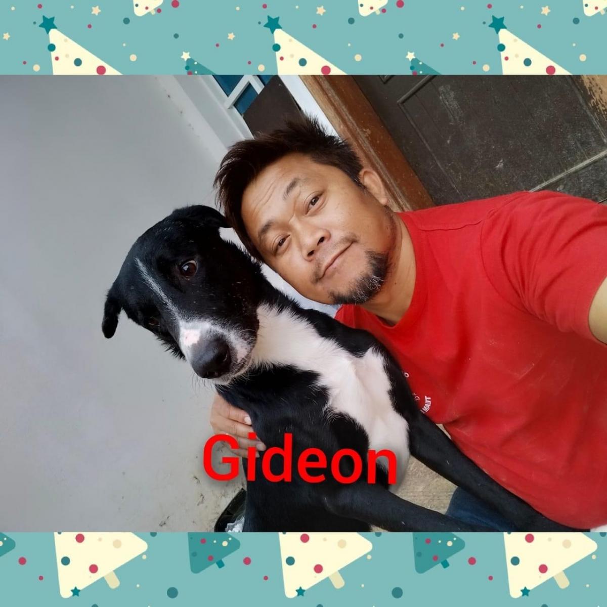 Saving the life of 19 rescued street dogs in oman - Neighbourly Orewa ...