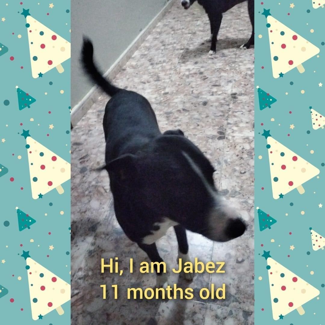 Saving the life of 19 rescued street dogs in oman - Neighbourly Orewa ...