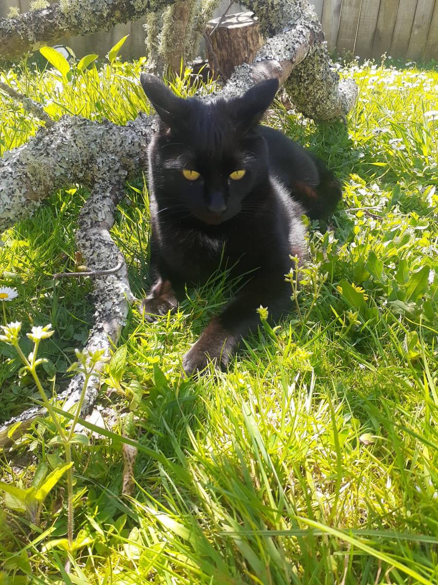 Missing Black Cat - Neighbourly Northland, Wellington