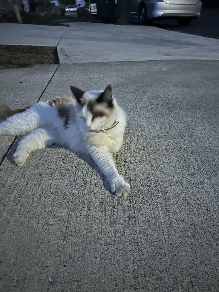 Peace Lilly pots plant - Neighbourly Eastern Beach, Auckland