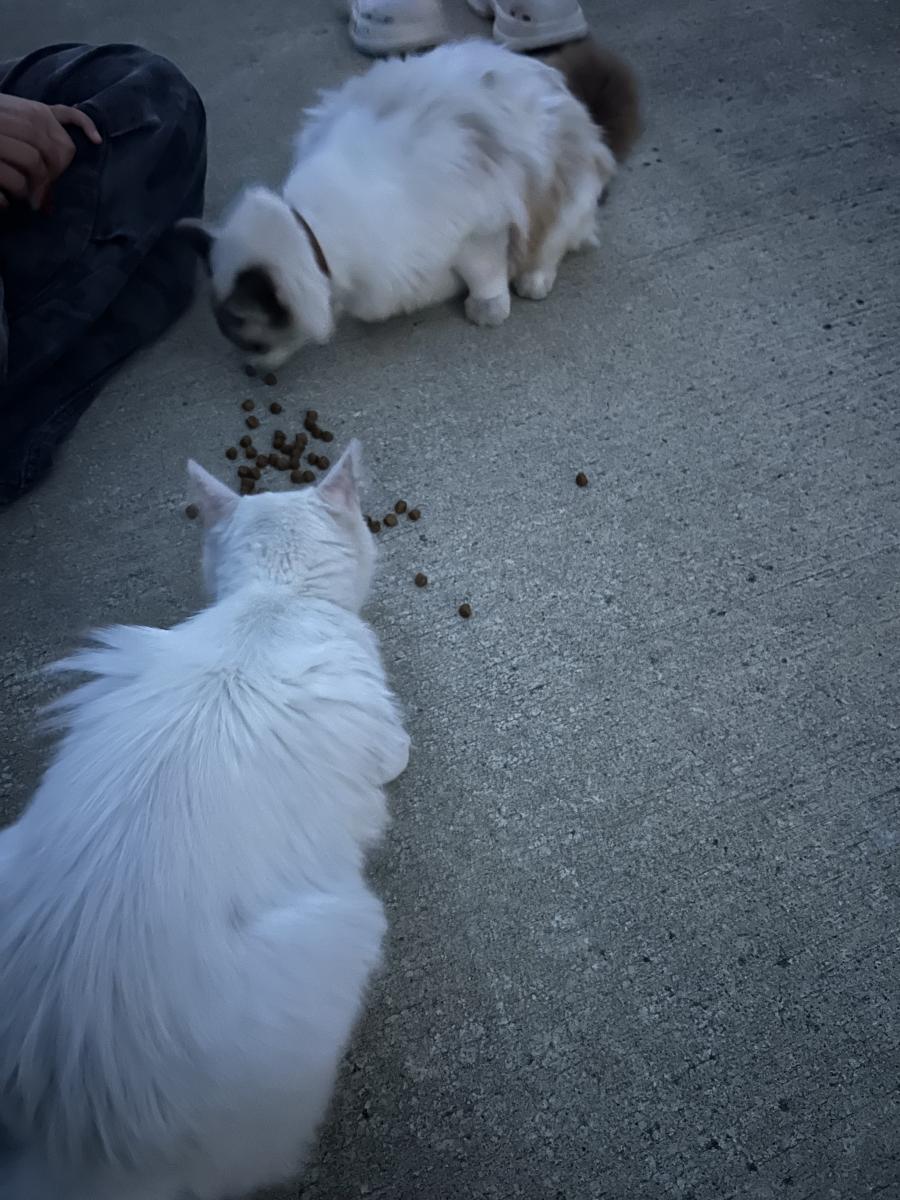 Peace Lilly pots plant - Neighbourly Eastern Beach, Auckland