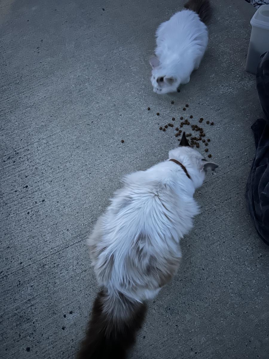 Peace Lilly pots plant - Neighbourly Eastern Beach, Auckland