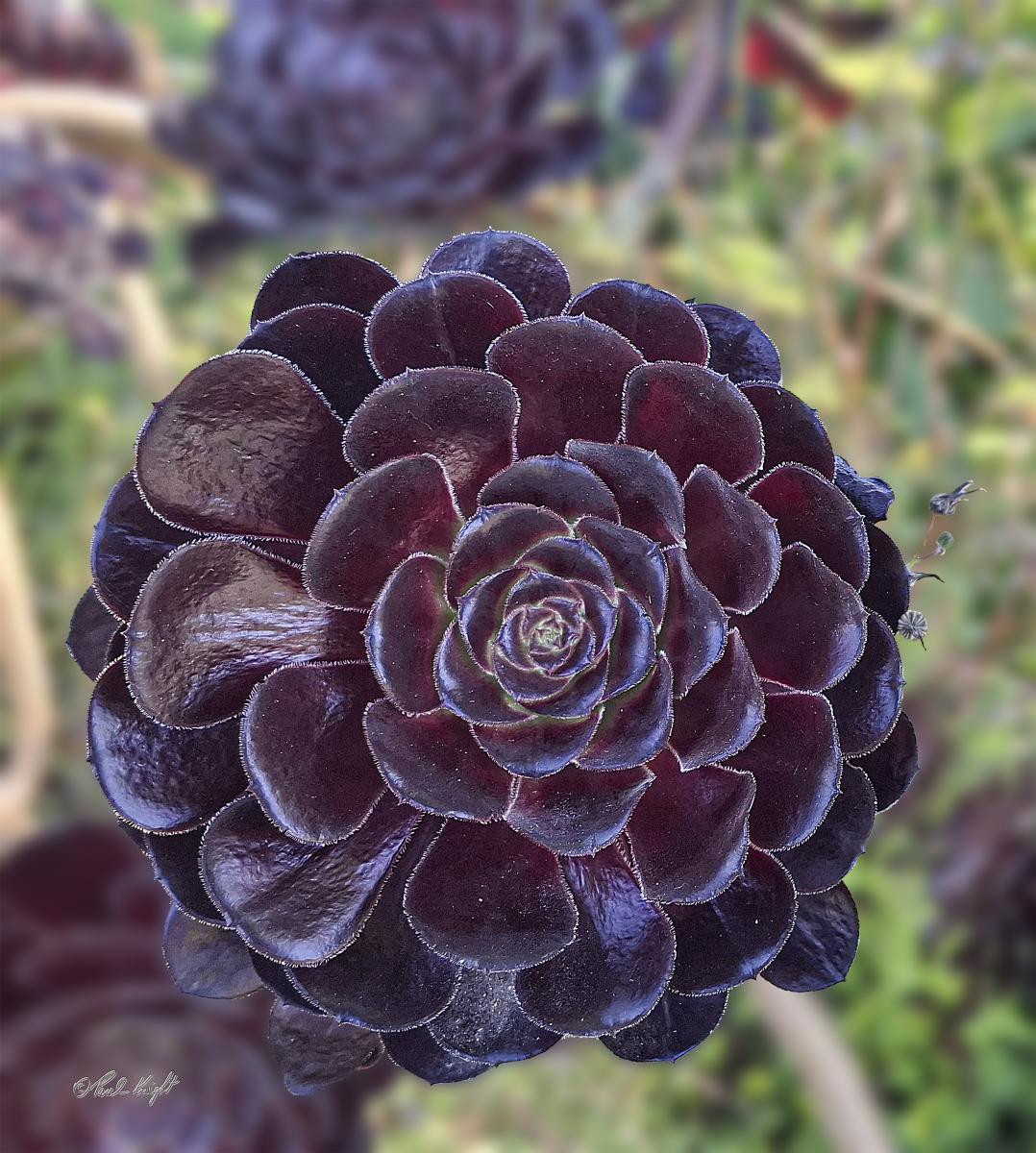 Red stickers, yellow stickers, orange dirt: Tairua residents pick up ...